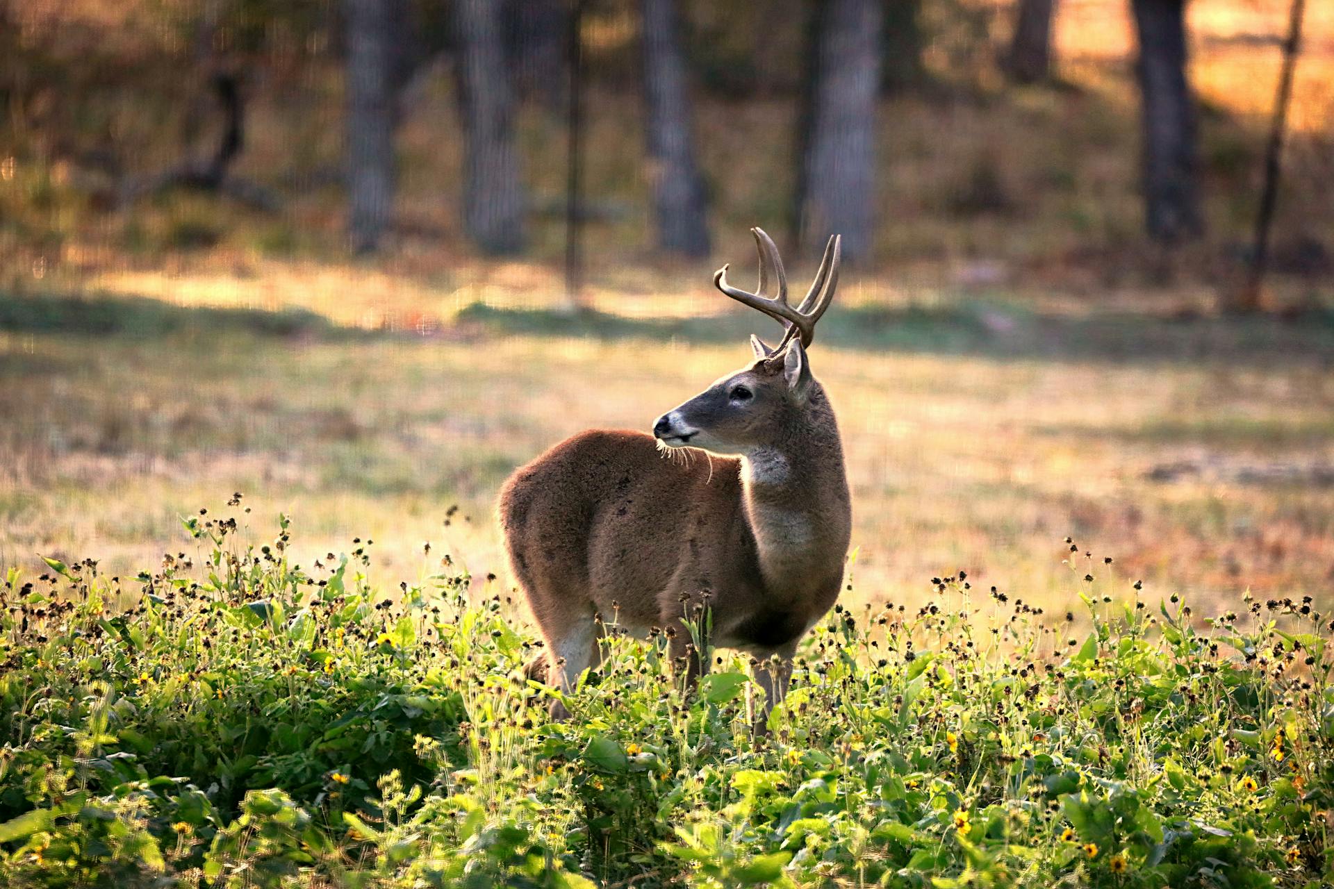 Mastering Scent Control: A Comprehensive Guide to Hunting Whitetail ...