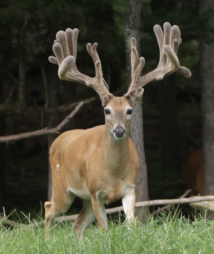 2024 Oak Creek Whitetail Ranch Mature Buck and Trailcam Photos - Oak ...