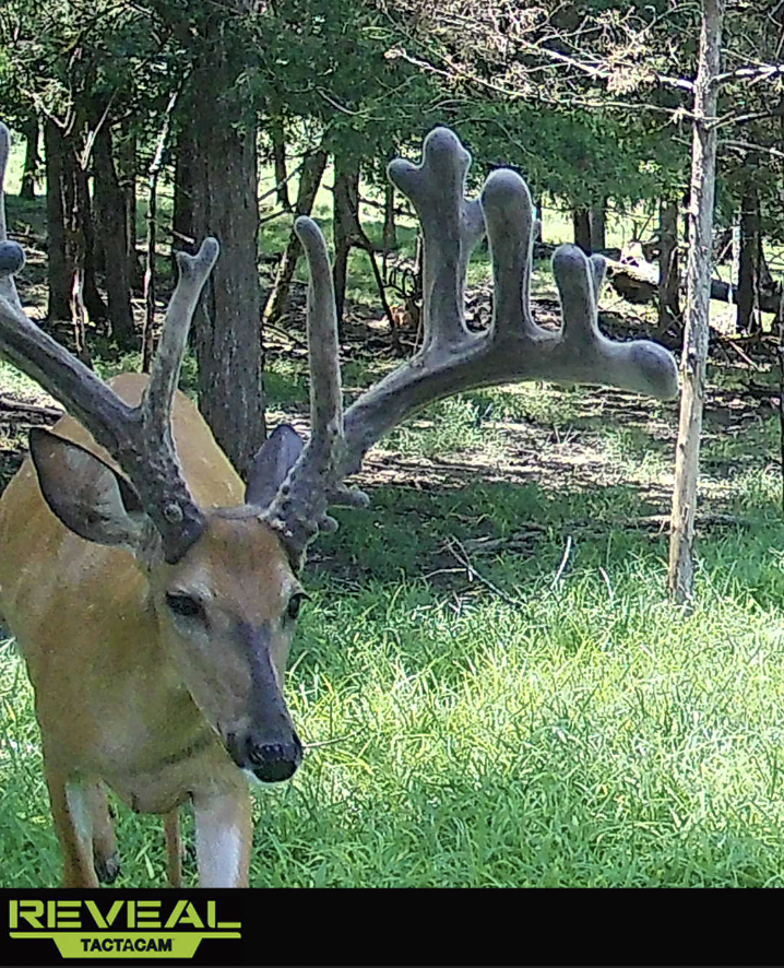 2024 Oak Creek Whitetail Ranch Mature Buck and Trailcam Photos - Oak ...