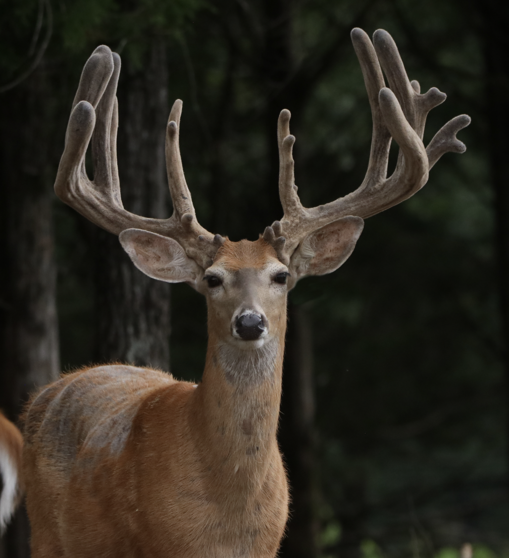 2024 Oak Creek Whitetail Ranch Mature Buck and Trailcam Photos - Oak ...