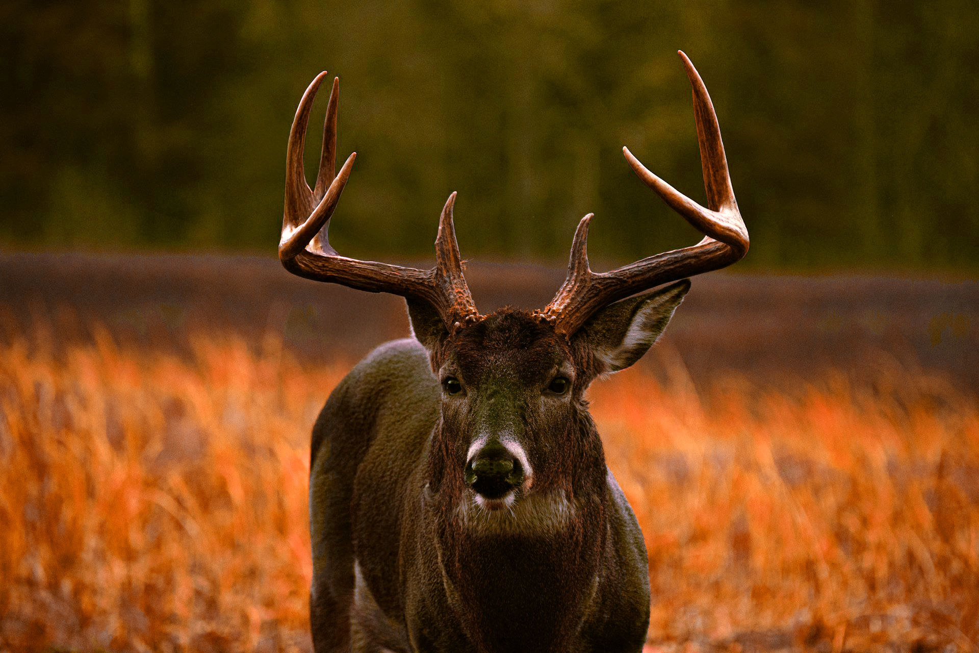 Preparing for Whitetail Hunting Season: Tips from the Pros - Oak Creek ...