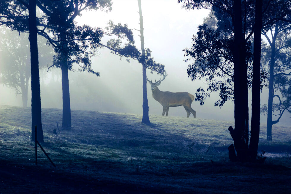 What Makes Oak Creek Whitetail Ranch the Premier Destination for Trophy ...